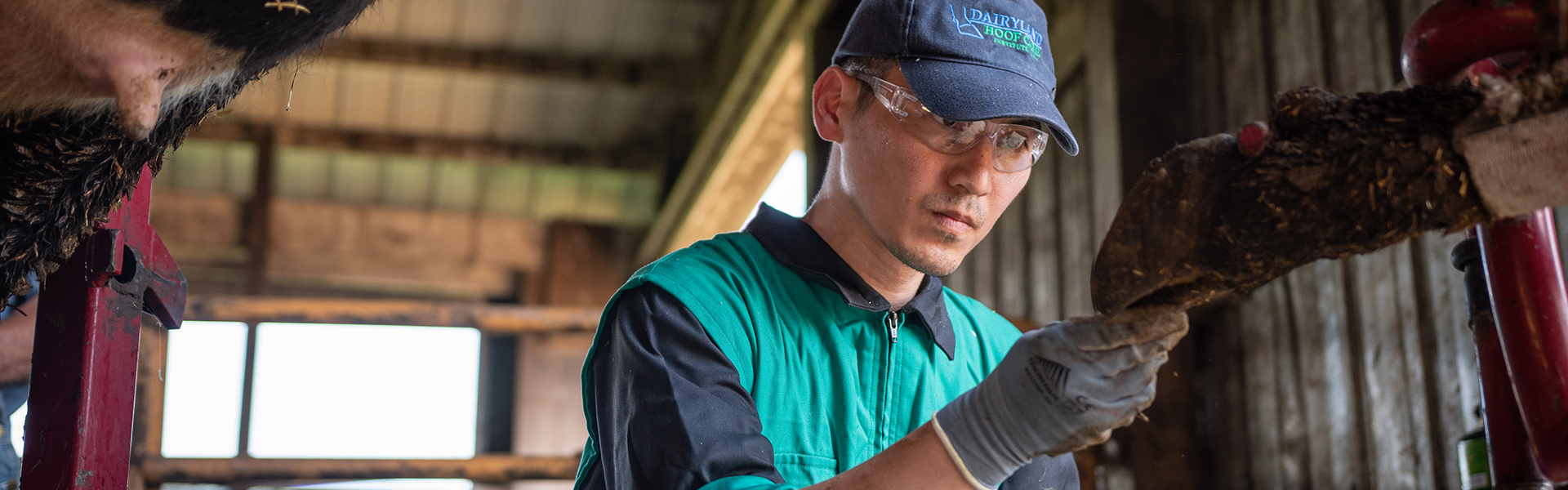 On Farm Hoof Care Coaching Dairyland Hoof Care Institute